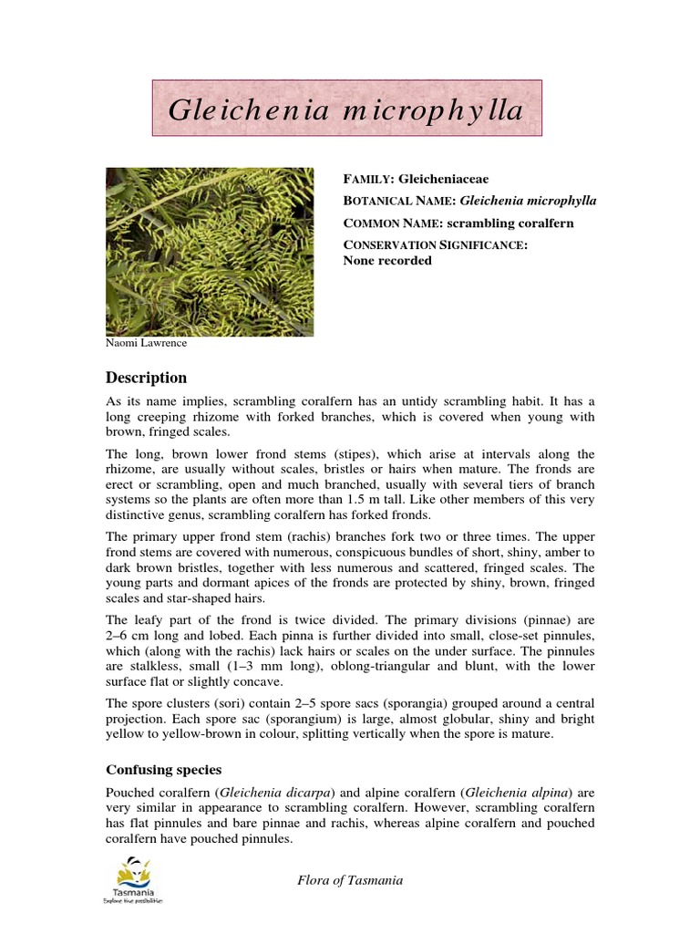 Gleichenia Microphylla Notesheet | Download Free PDF | Tasmania | Habitat