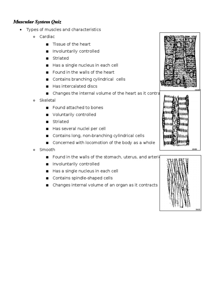 ANATOMY: Muscular System Quiz Study Guide part 1 | Myocyte | Muscle