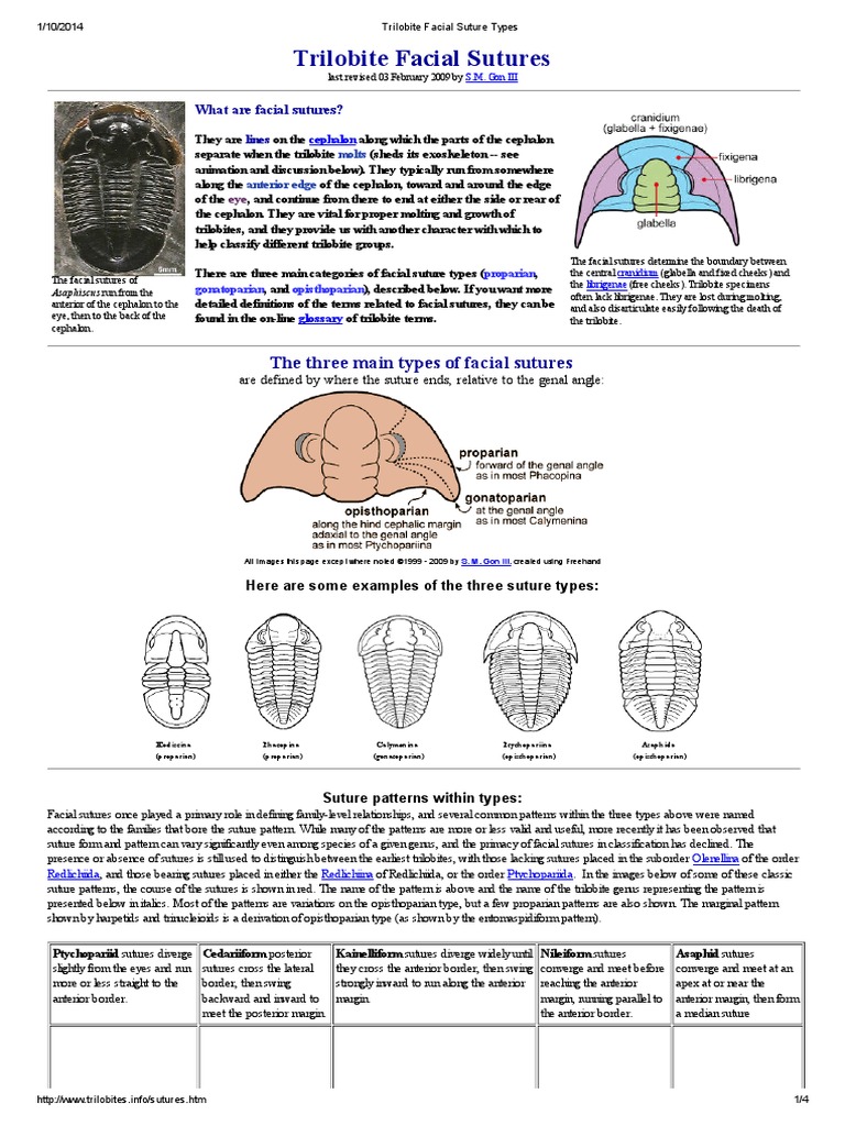 Trilobite Facial Sutures