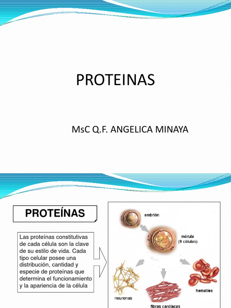 Sesion 4 Proteinas | PDF | Péptido | Hoja Beta