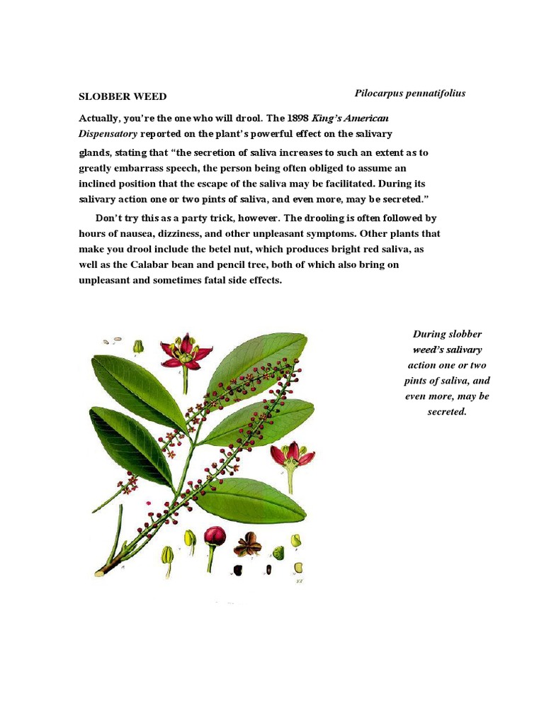 Slobber Weed | PDF | Chili Pepper | Saliva