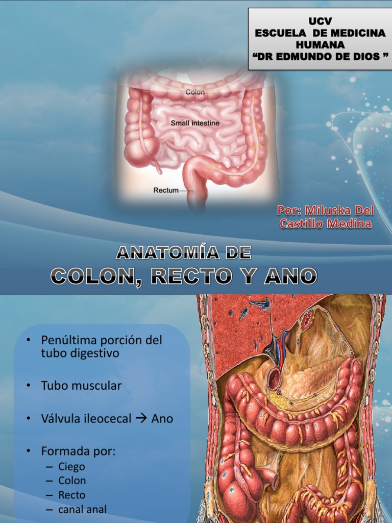 anatomia de colon recto y ano.pptx | Especialidades médicas | Anatomía ...