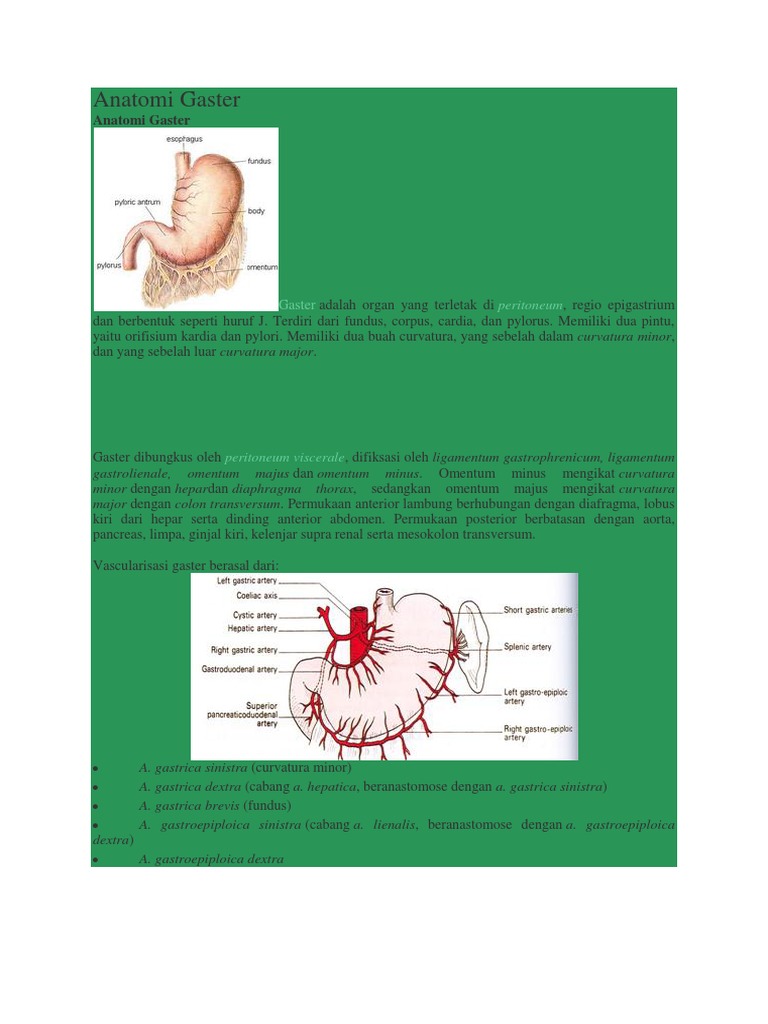 Anatomi dan Vaskularisasi Gaster | PDF