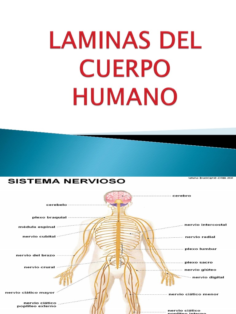 Laminas Del Cuerpo Humano Pdf