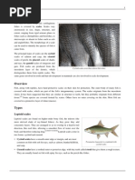 Anatomy of Rainbow Trout Dissection | PDF | Stomach | Digestion
