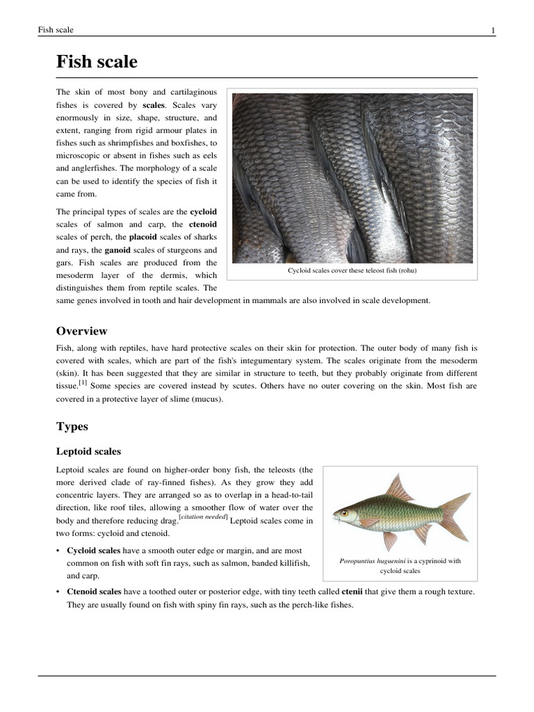 Fish Scale | PDF | Aquatic Vertebrates | Zoology