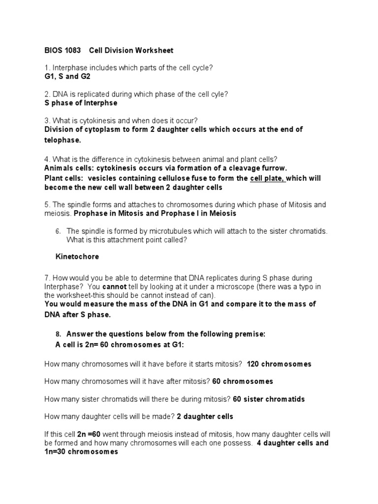 Cell Division Worksheet Answers | PDF | Meiosis | Mitosis