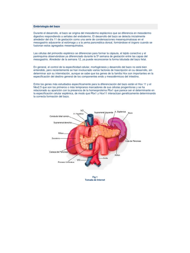 Embriología y desarrollo del bazo | PDF