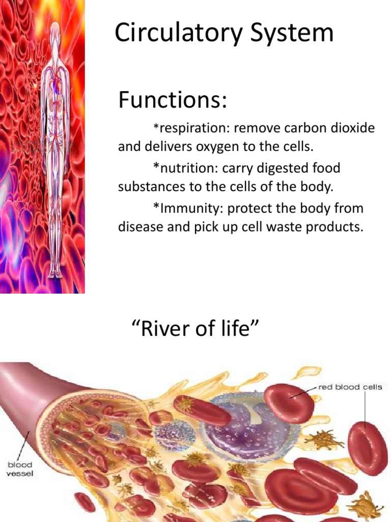 Circulatory System, Blood. | PDF | Travel | Wellness