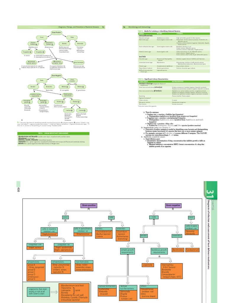 Bacteria Chart | Download Free PDF | Gram Negative Bacteria | Streptococcus
