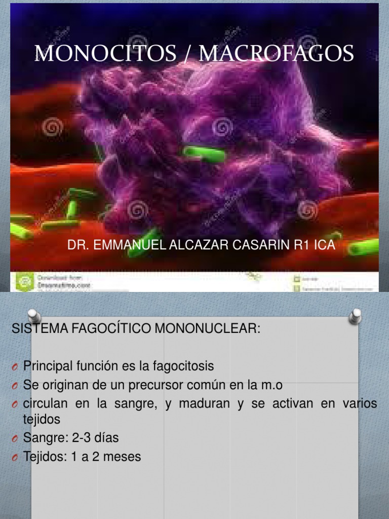 Monocitos, macrófagos y su papel en la fagocitosis y respuesta inmune | PDF | Histología | Biología