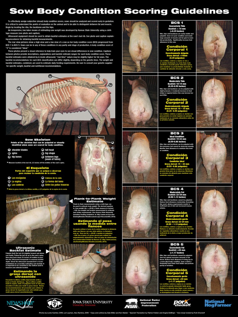 BodyConditionScorePoster.pdf | PDF | Nature | Wellness