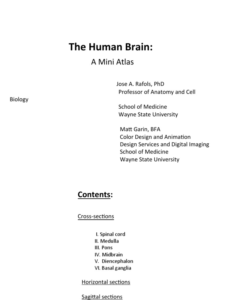 The Human Brain | PDF | Central Nervous System | Spinal Cord