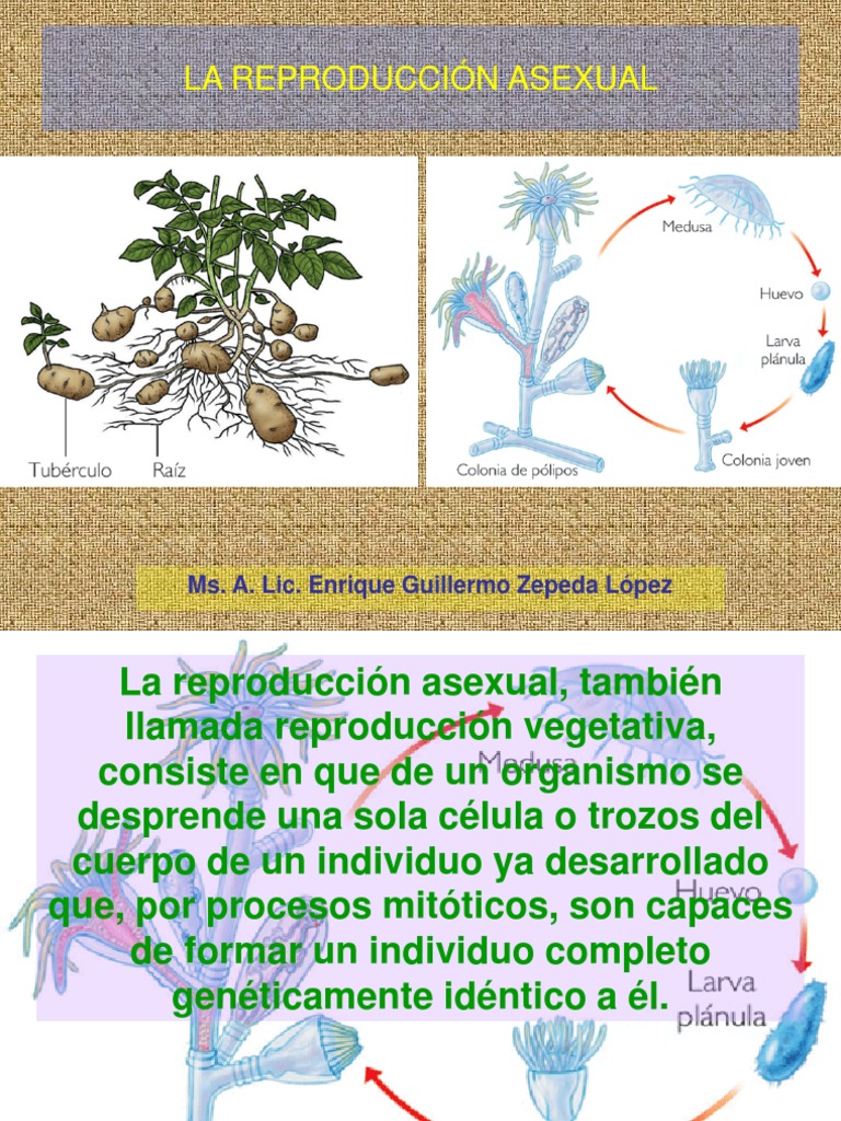 Reproducción Asexual.ppt | Espora | Interacciones biológicas
