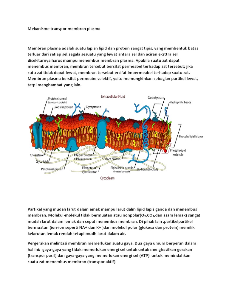 Mekanisme Transpor Membran Plasma | PDF