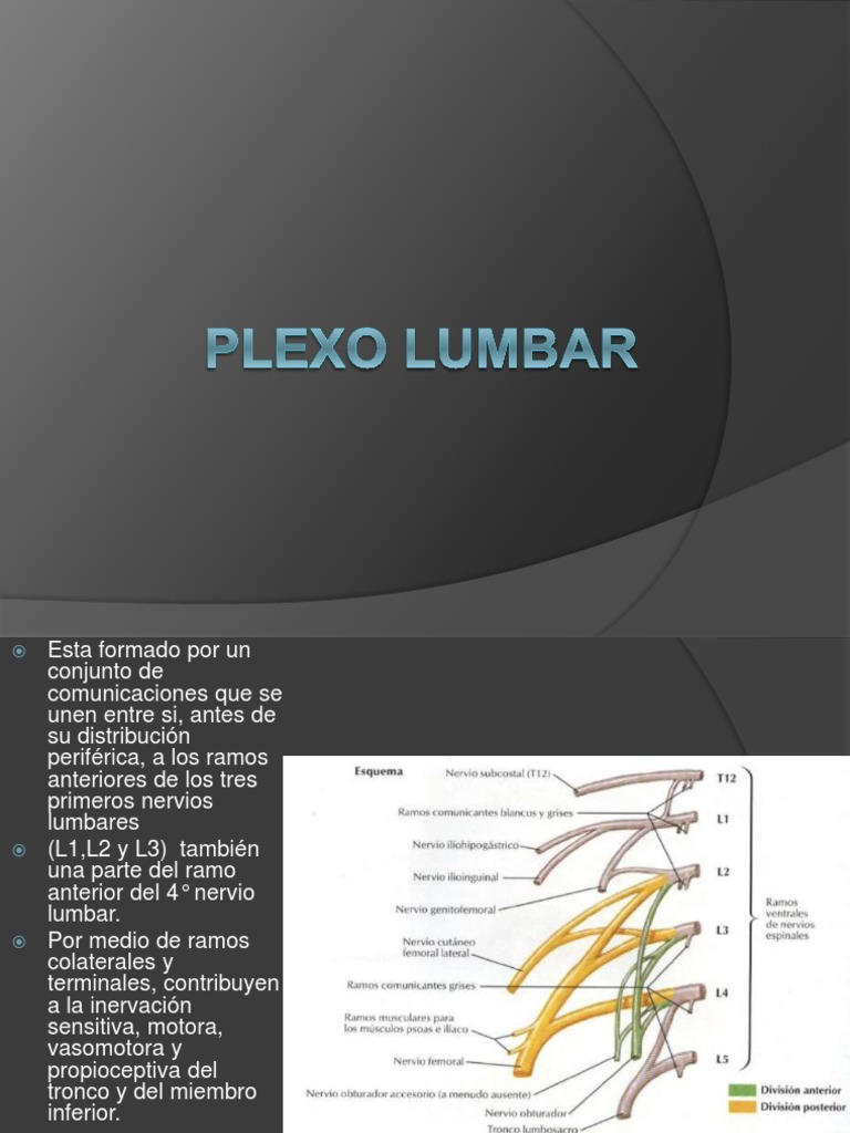 1 Plexos | PDF | Pelvis | Anatomia animal