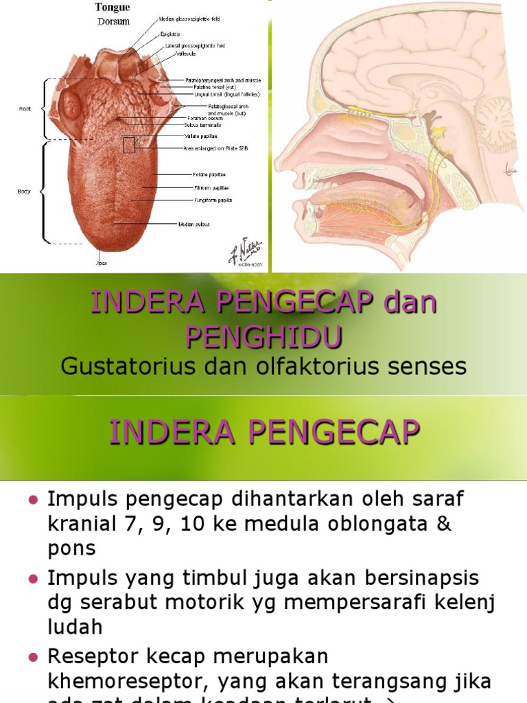 Indera Pengecap Dan Penghidu | PDF