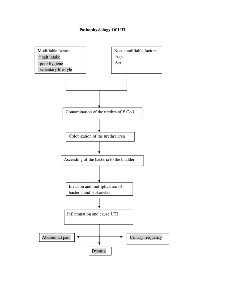 Pathophysiology of UTI | PDF | Urinary Tract Infection | Public Health