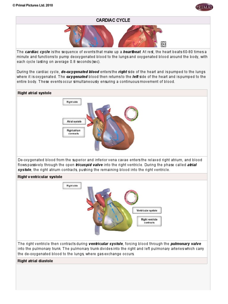 Cardiac Cycle: Right Atrial Systole | PDF | Atrium (Heart) | Ventricle ...
