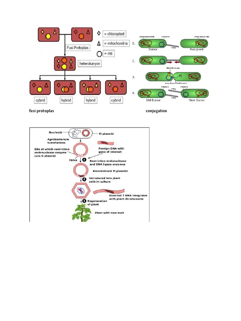 Fusi Protoplas Conjugation | PDF