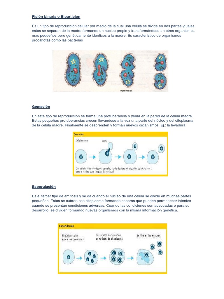 Fisión Binaria o Bipartición | PDF | Reproducción | Procesos biologicos