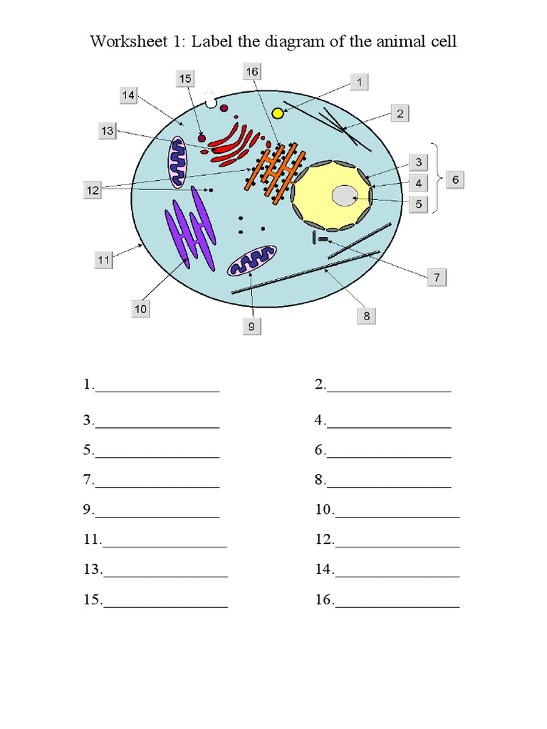 Animal Cell Diagram Labeling Worksheet | PDF
