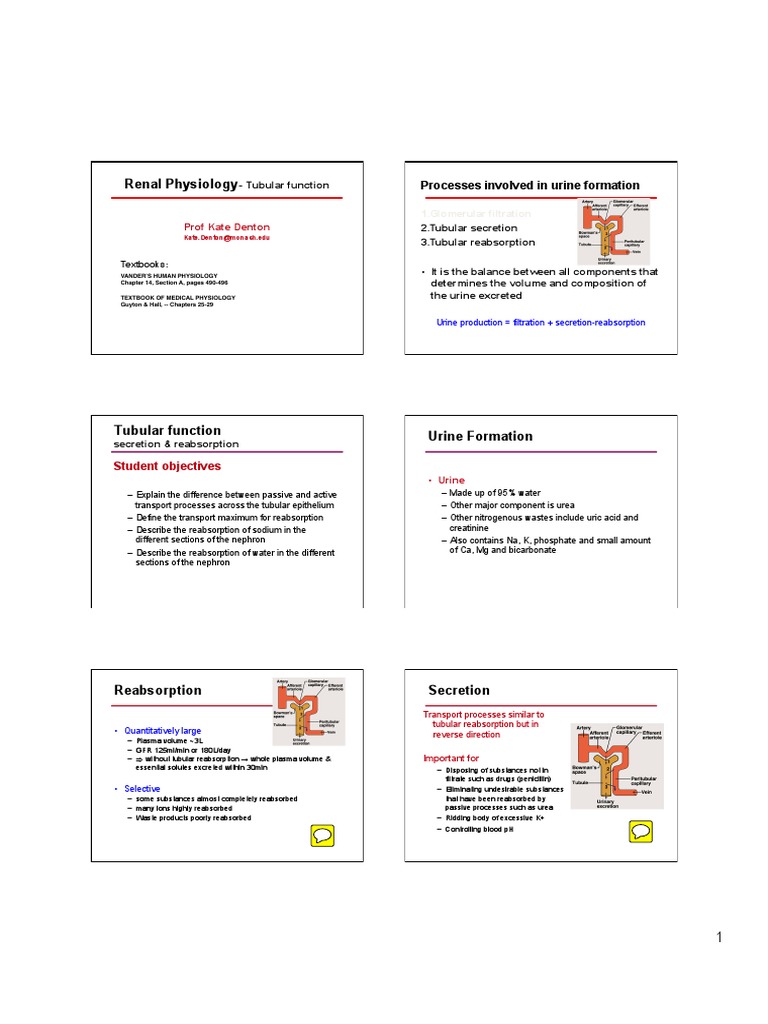 Renal Physiology | PDF