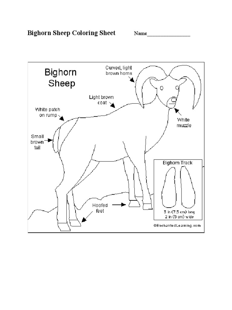 Bighorn Sheep Coloring Sheet | PDF