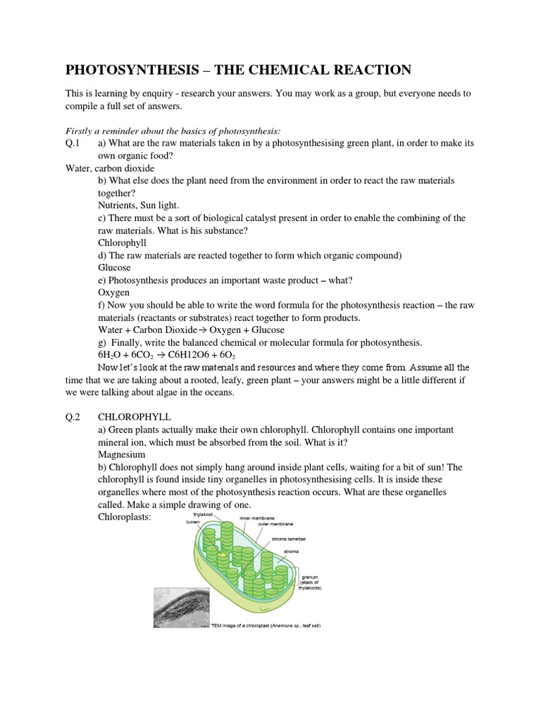 Photosynthesis Introduction Worksheet | PDF | Photosynthesis | Plants