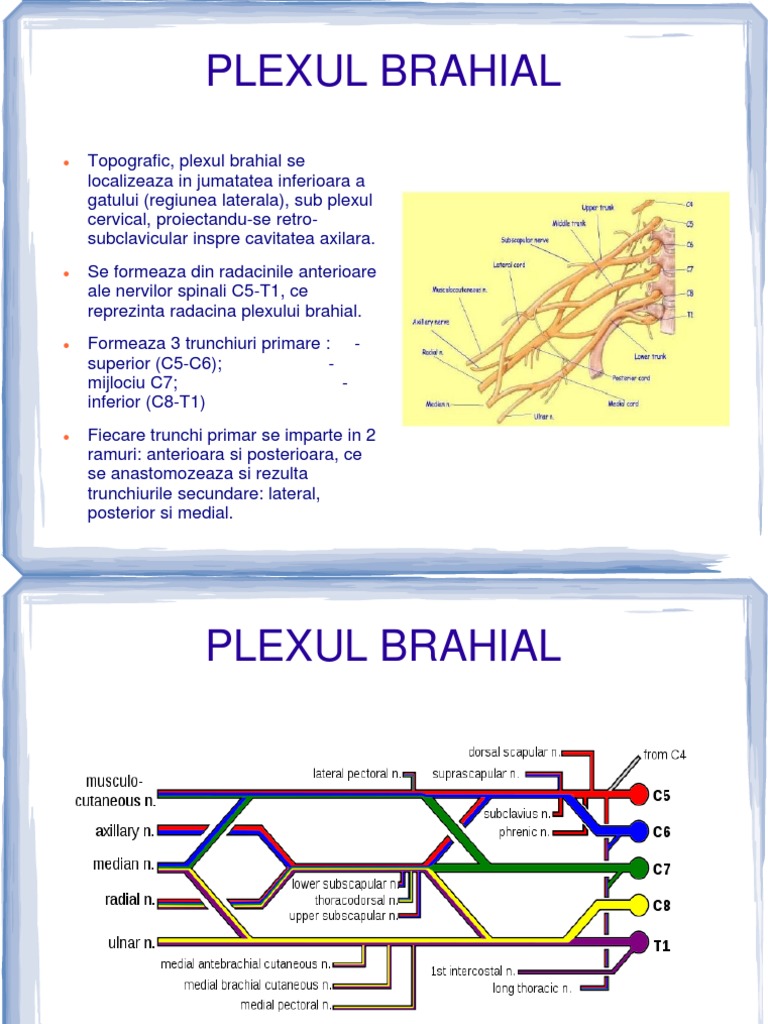 Plexul Brahial | PDF