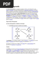 Características de Las Bases Nitrogenadas | PDF | Ácidos nucleicos | Compuestos orgánicos