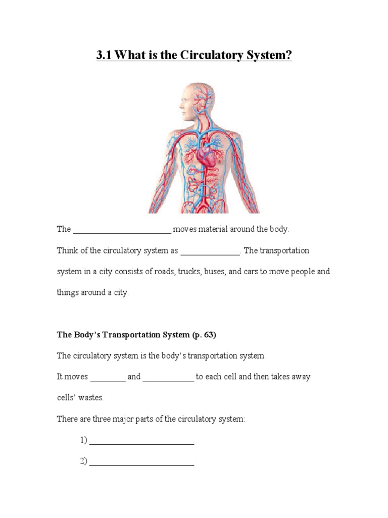 3 1 Circulatory System Guided Notes | PDF | Blood | Blood Vessel
