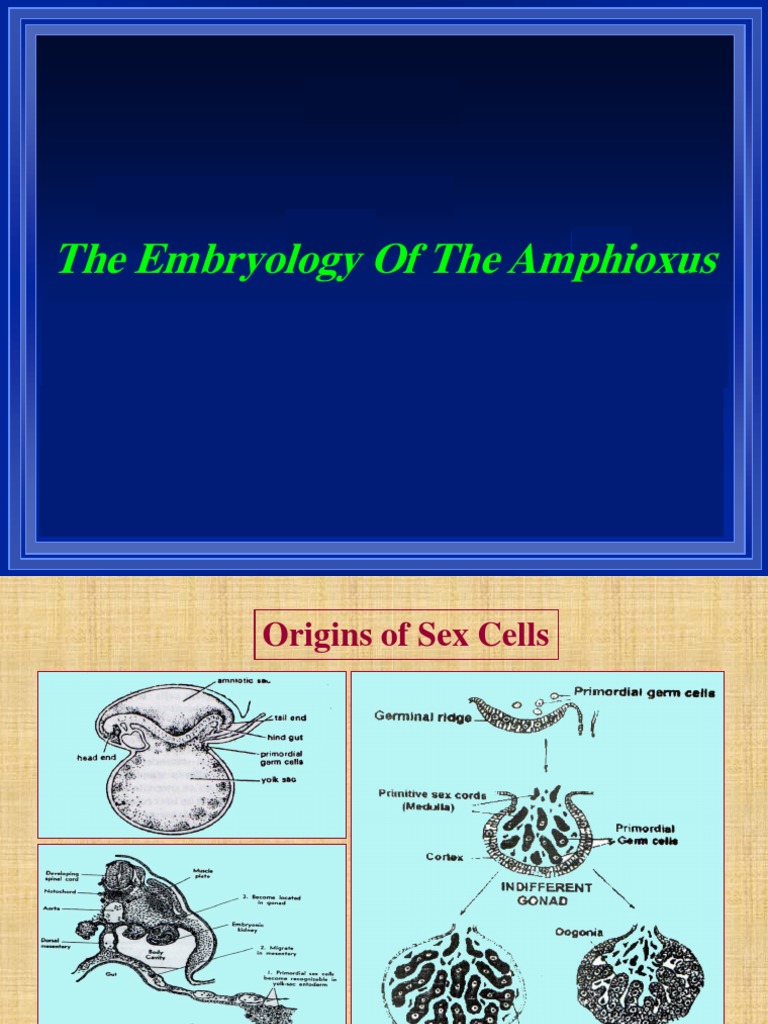 Embryonic Development of Amphioxus | PDF | Meiosis | Fertilisation