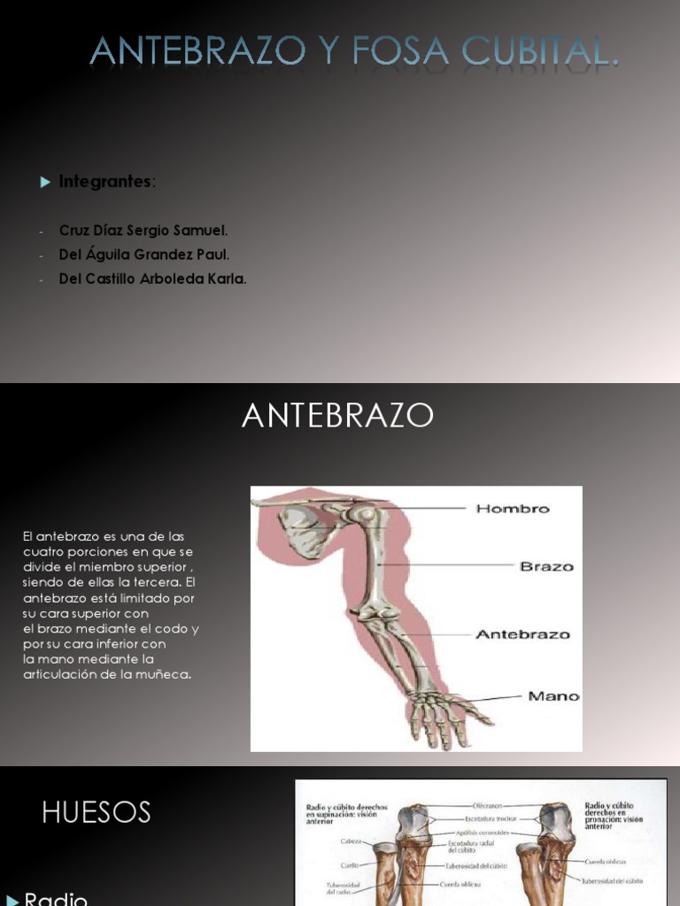 Anatomia de La Region Del Antebrazo y Fosa Cubital | PDF | Mano | Codo