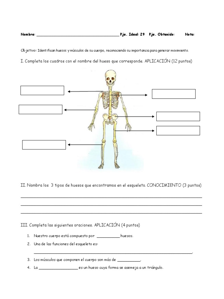 Prueba Sistema Esquelético y Muscular | PDF