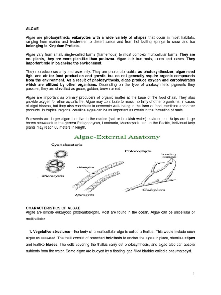 ALGAE Lecture | PDF | Algae | Cyanobacteria