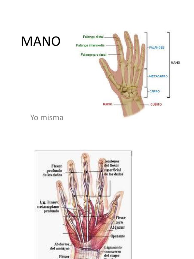 Anatomía y Funciones de la Mano | PDF | Mano | Extremidades (anatomía)