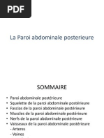 Anatomie de La Paroi Abdominale | PDF | Péritoine | Abdomen