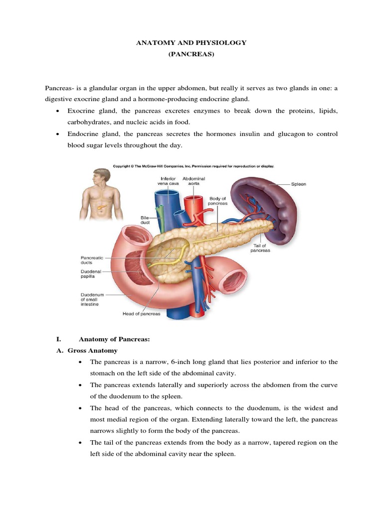 Anatomy and Physiology | Pancreas | Digestion