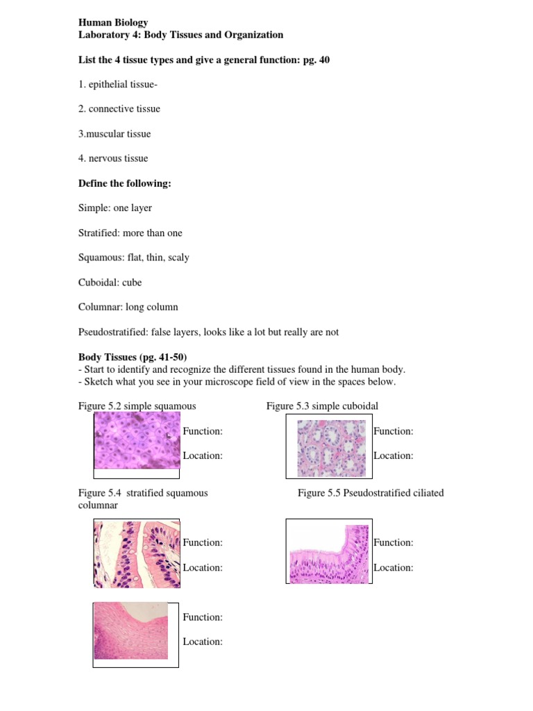 Human Biology Laboratory 4: Body Tissues and Organization List The 4 ...