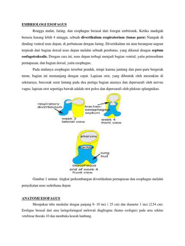 Makalah Embriologi, Fisiologi, Histologi, Anatomi Esofagus | PDF