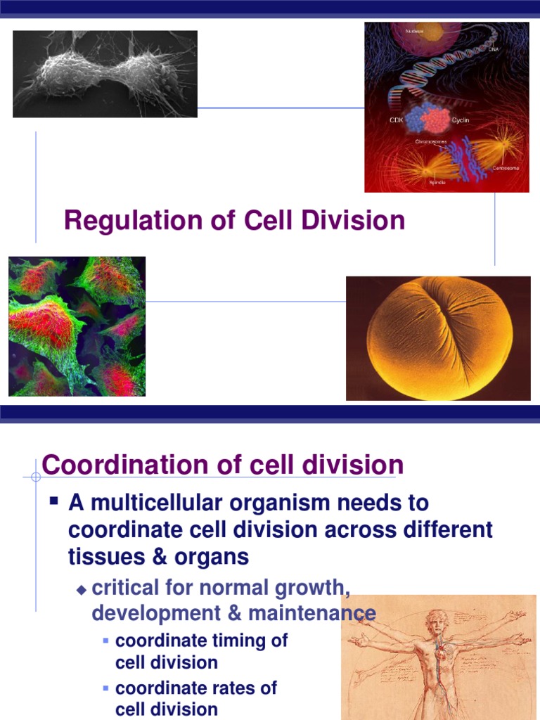 Cell Division Regulation in Biology | PDF | Mitosis | Cell Cycle