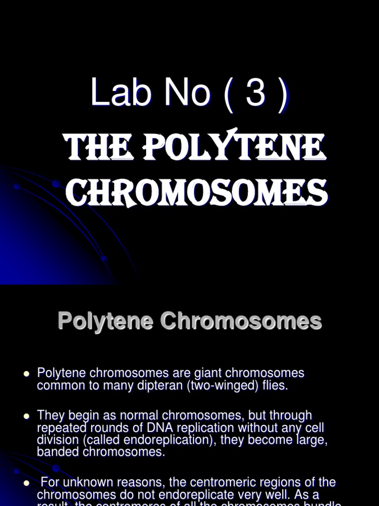 Lab3 Polytene Chromosome | PDF | Chromosome | Genetics