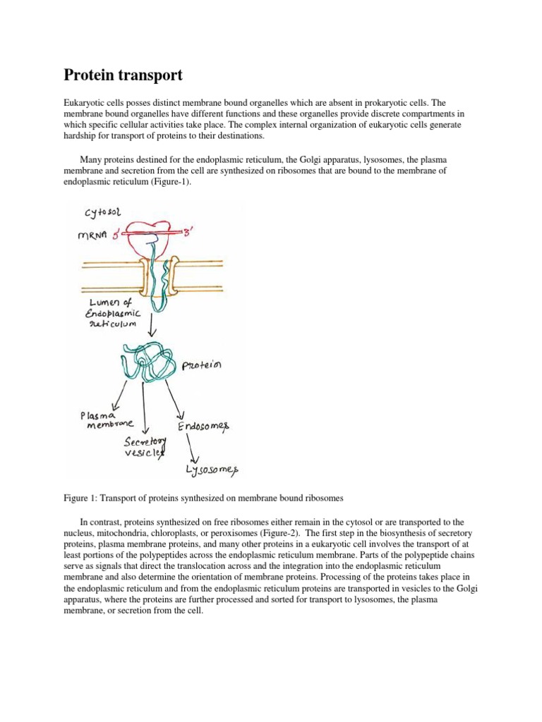 Protein Transport | PDF | Endoplasmic Reticulum | Vesicle (Biology And ...