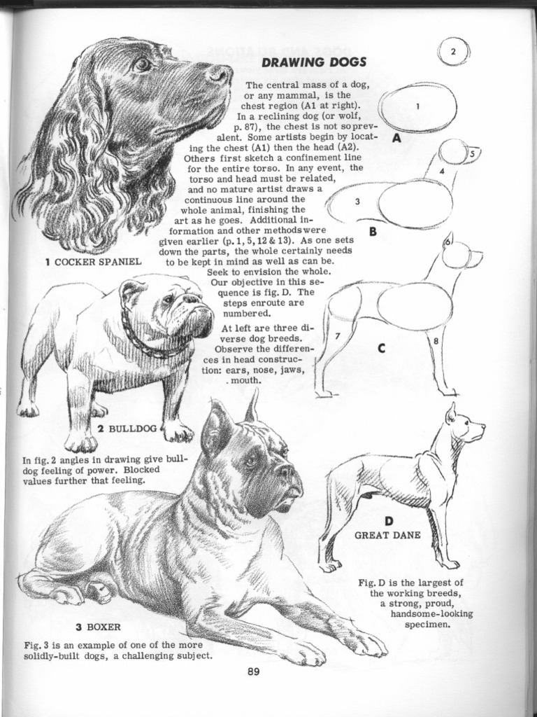 6 - Drawing Jack Hamm How To Draw Animals PDF | PDF