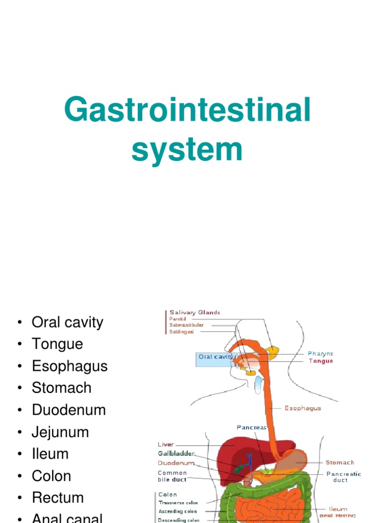 Anatomy of the Gastrointestinal System | PDF | Stomach | Tongue