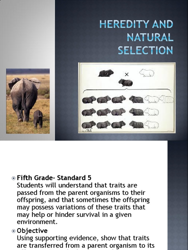 Genetics for Fifth Graders | PDF | Heredity | Phenotypic Trait