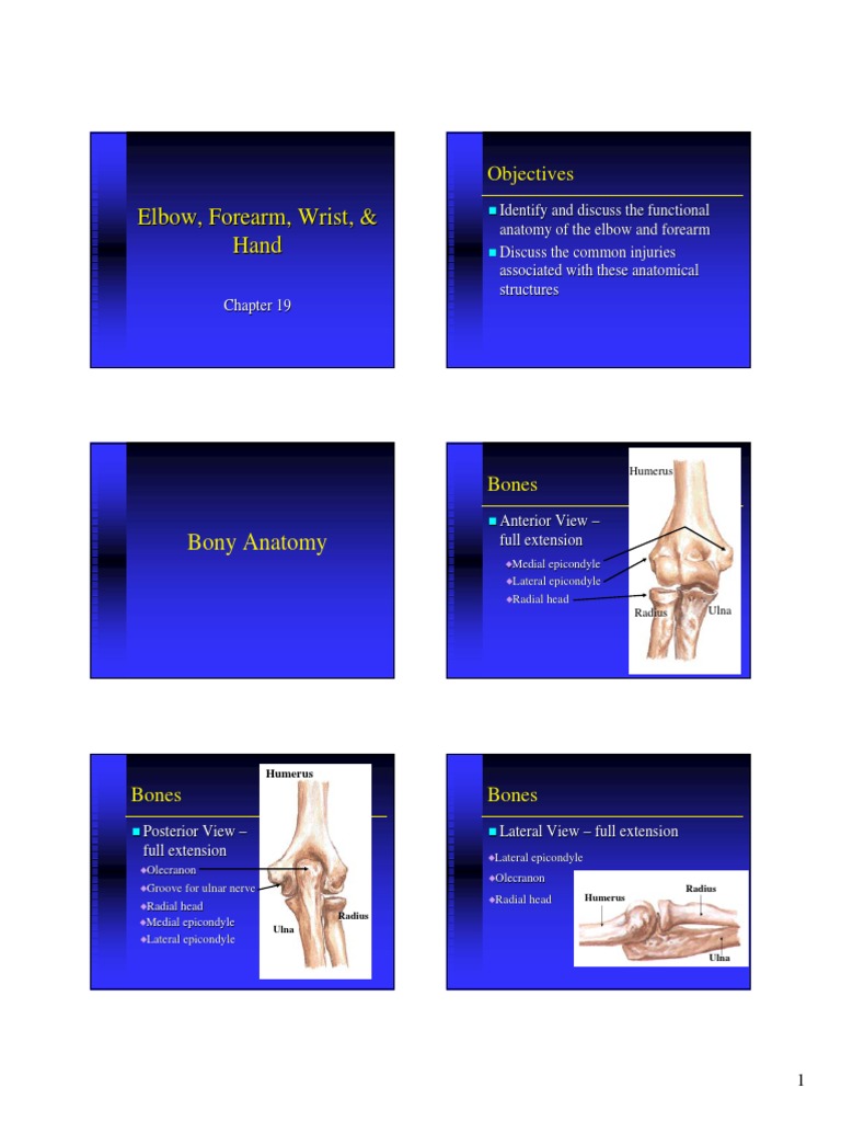 Elbow and Forearm Anatomy & Injuries | PDF | Elbow | Finger