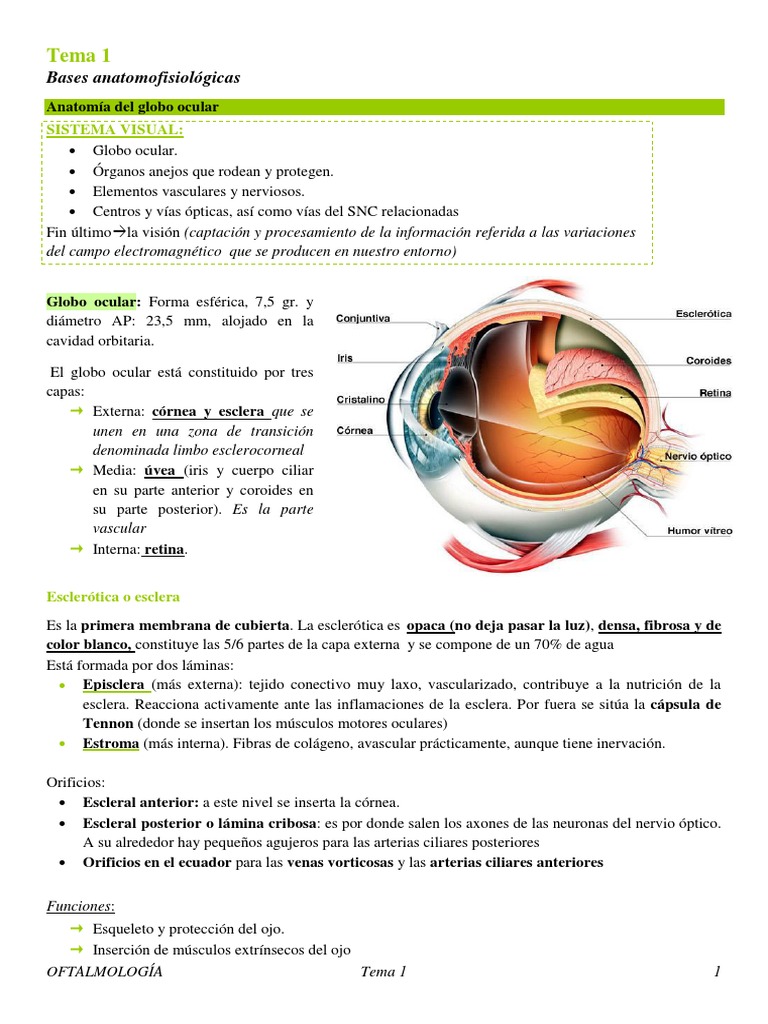 Tema 1 Bases Anatomofisiologicas. Tema 1.1. Anatomofisiología Del Globo Ocular | PDF ...