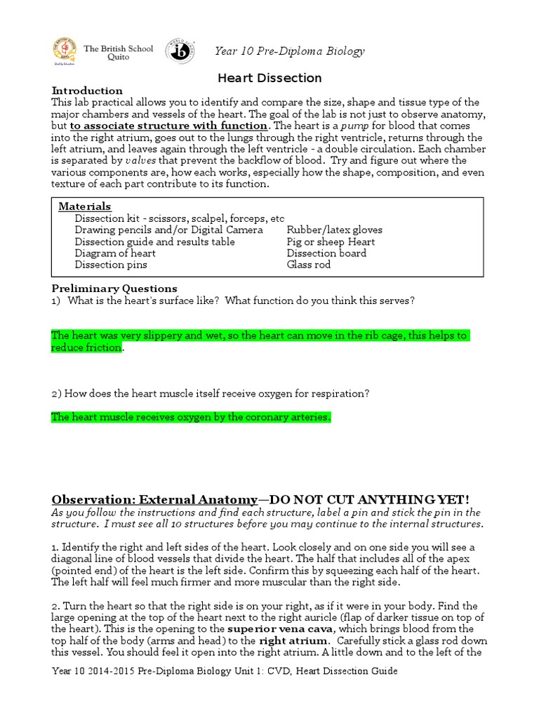 Heart Dissection Lab Guide | PDF | Atrium (Heart) | Heart